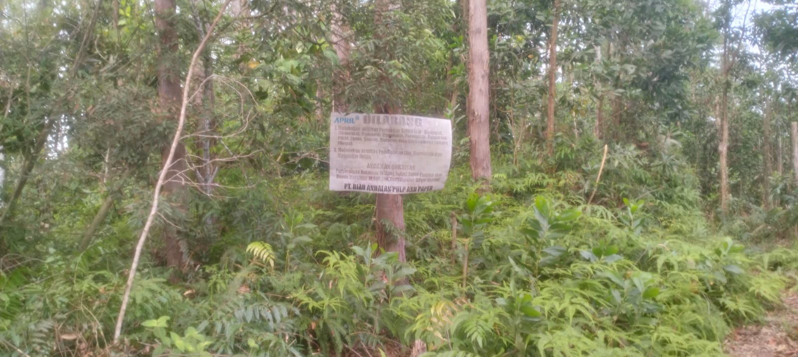 Dugaan Serius: PT RAPP Kuasai 3.000 Hektare Kawasan Hutan Taman ...
